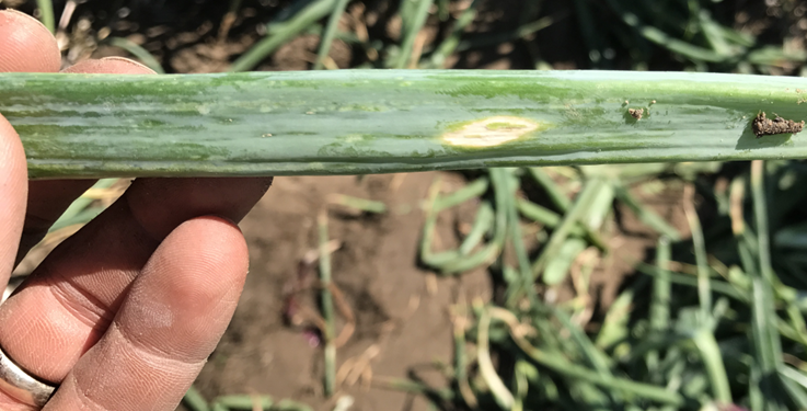 IR-4 Project supports growers with additional control tools for onion ...