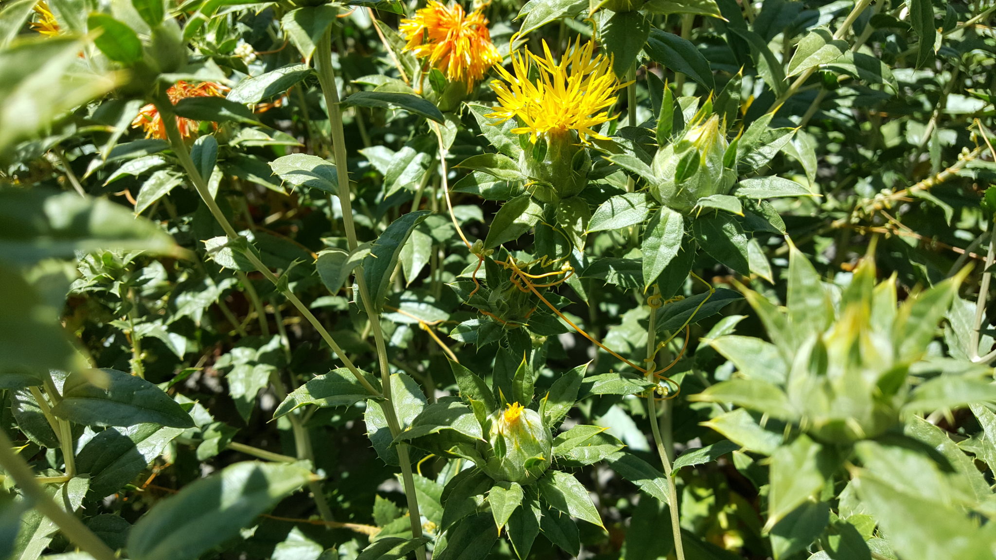 Safflower is an important rotational crop for control of Lygus bugs ...