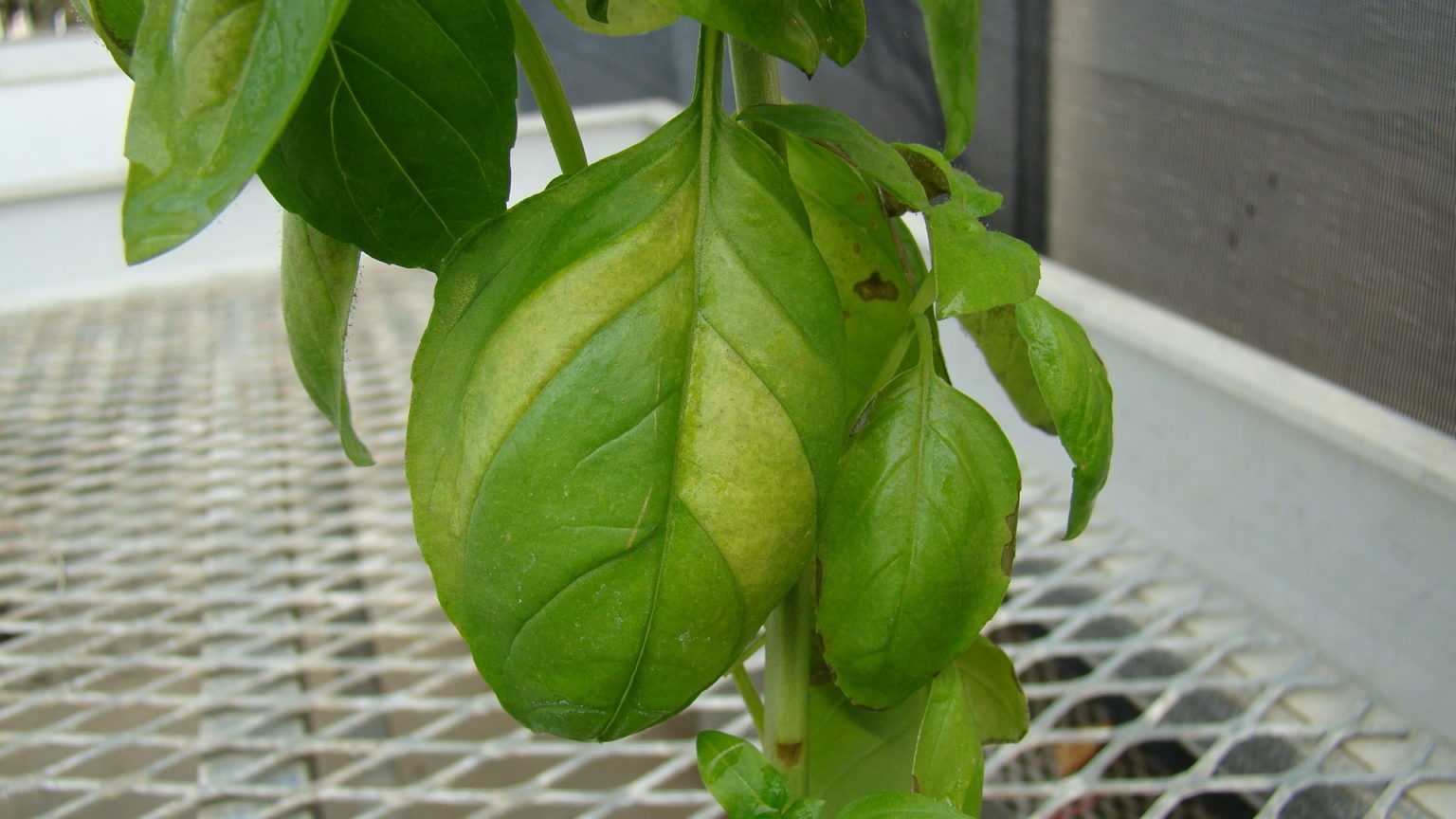 Growers have more options when trying to manage basil downy mildew – IR ...