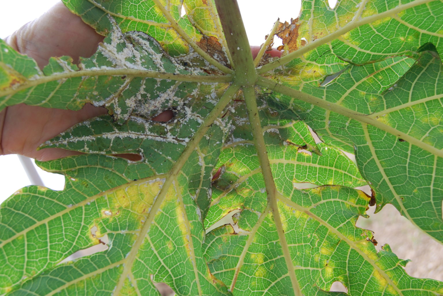 Papaya Growers Use Biologicals and Insecticides to Control Papaya ...
