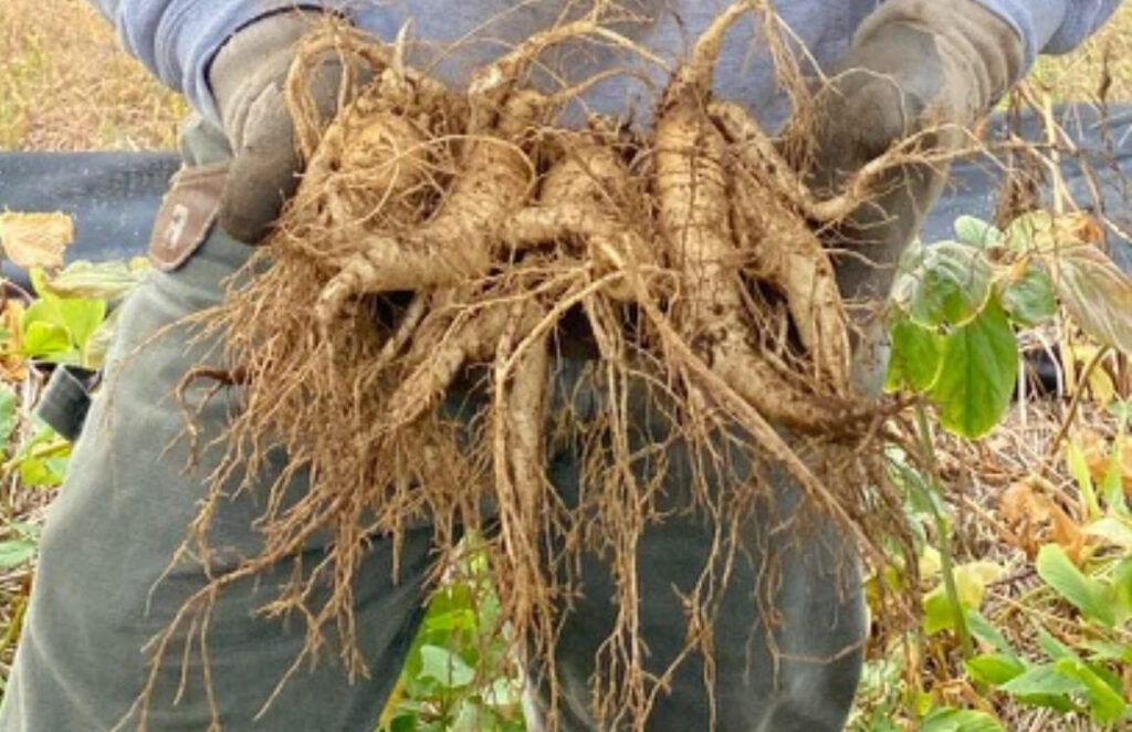 News – IR-4 Project