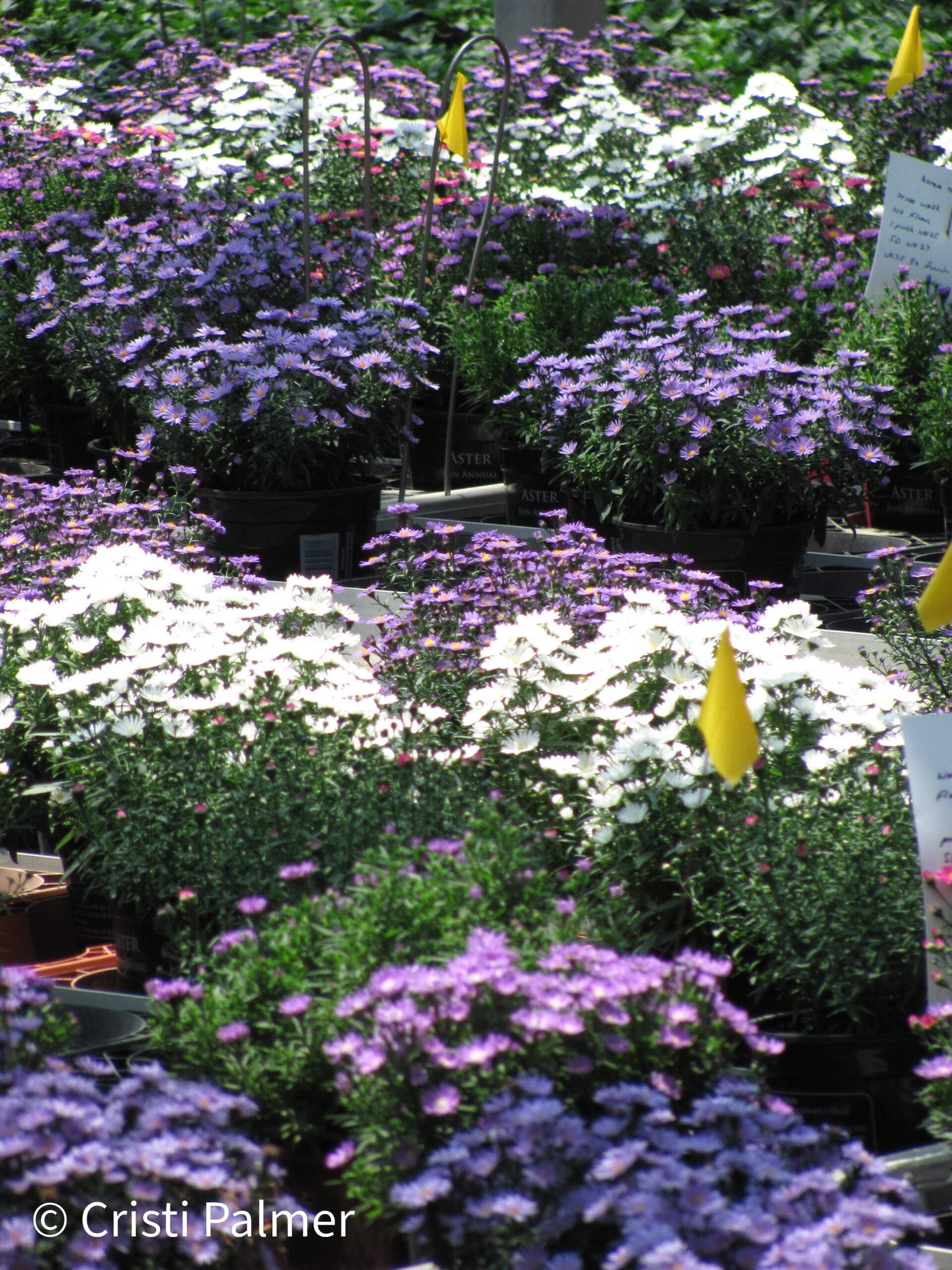 Afidopyropen Crop Safety – 2019 – IR-4 Project