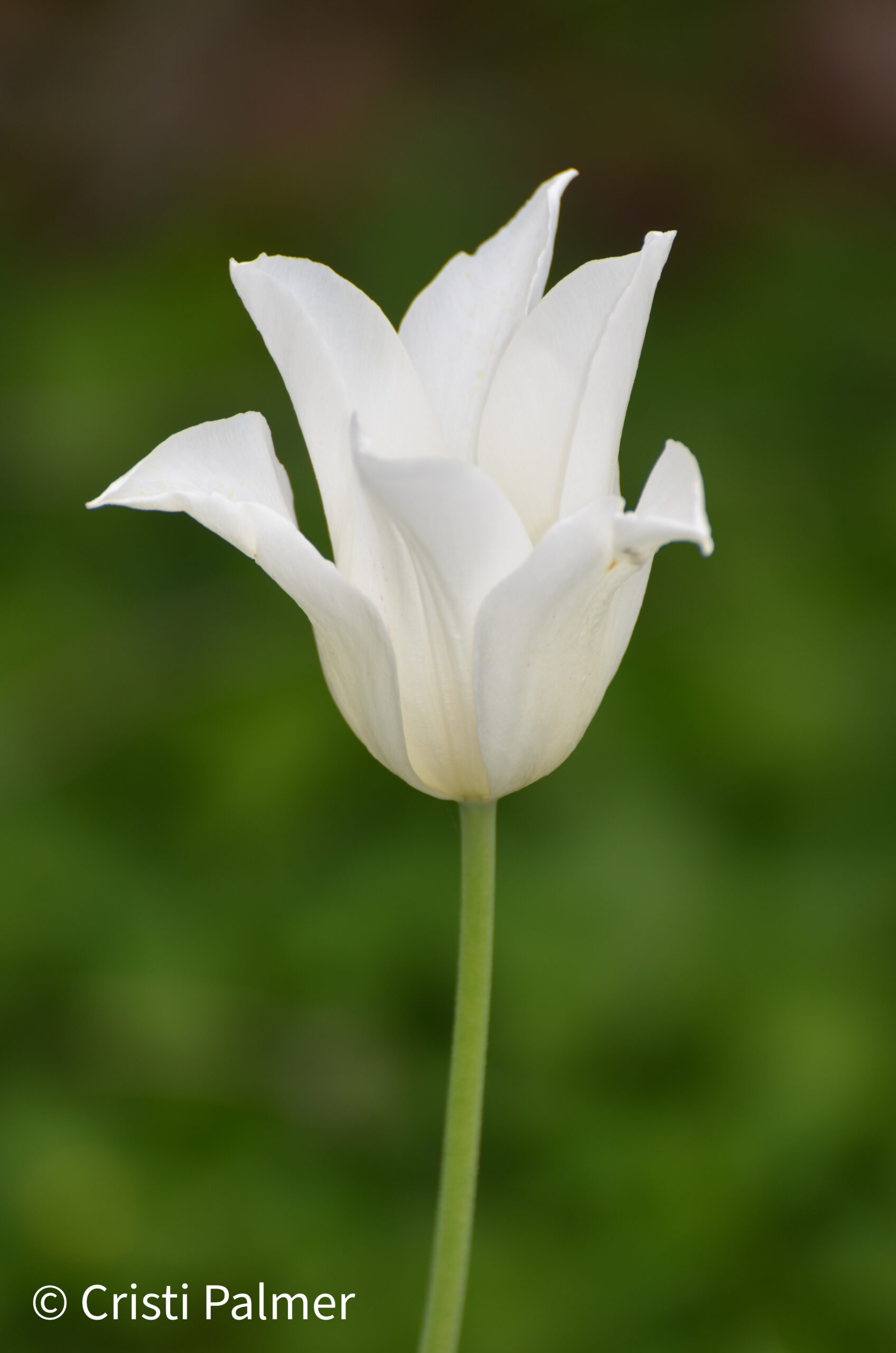 Crop Vignette: Bulb and Corm Crops – IR-4 Project