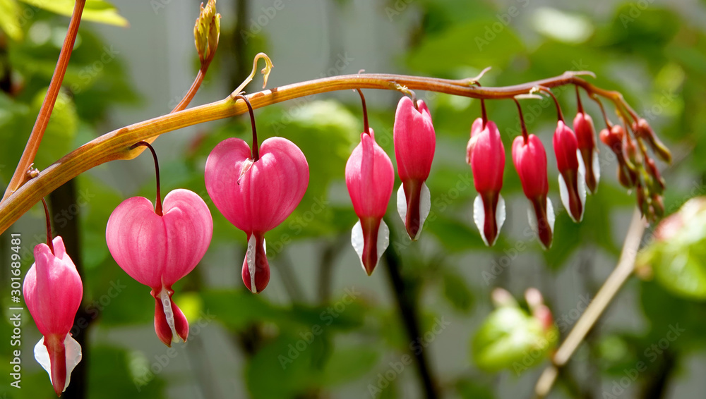 Crop Vignette: Bleeding Heart – IR-4 Project