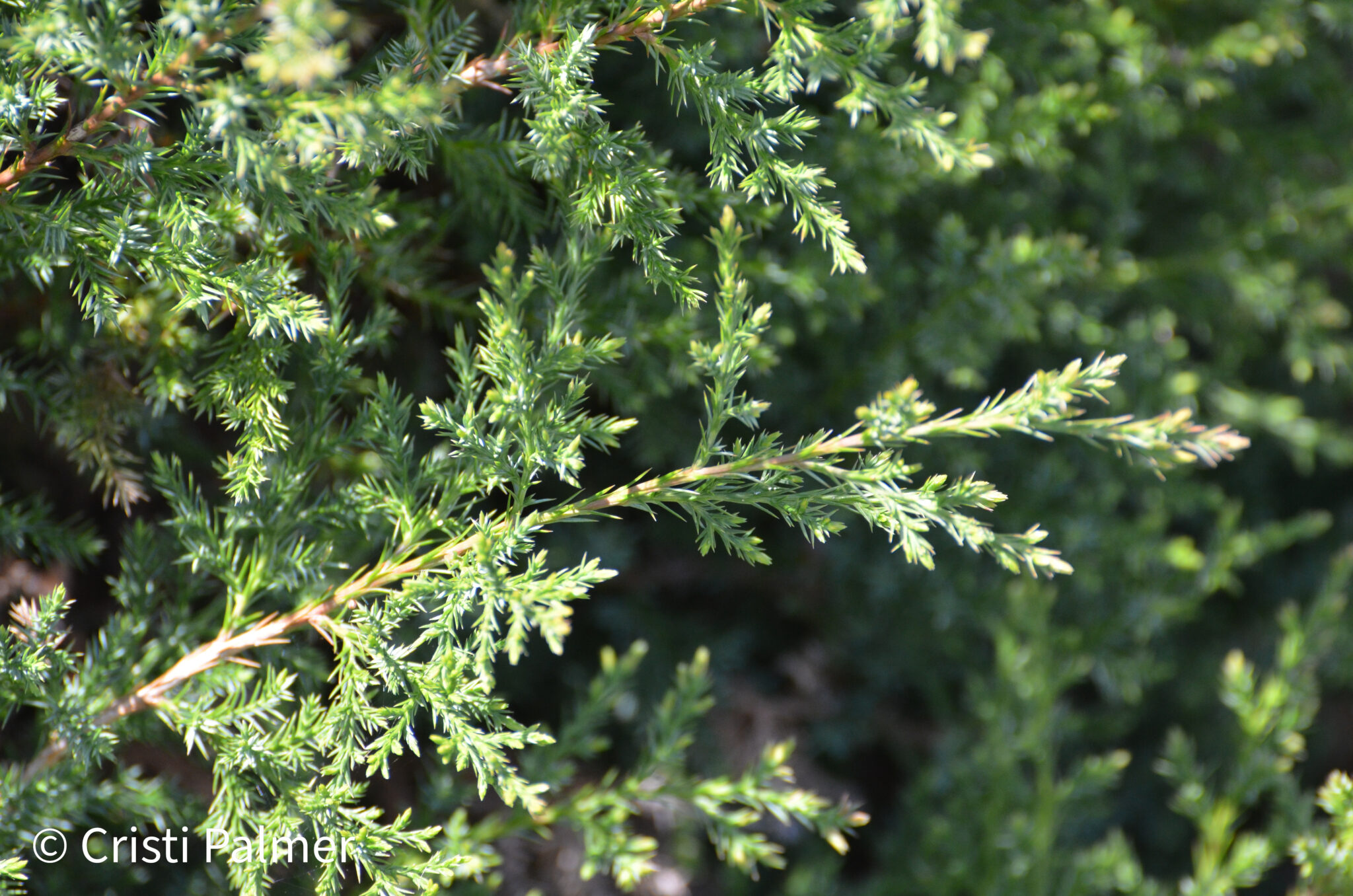 Iron HEDTA Crop Safety – 2020 – IR-4 Project