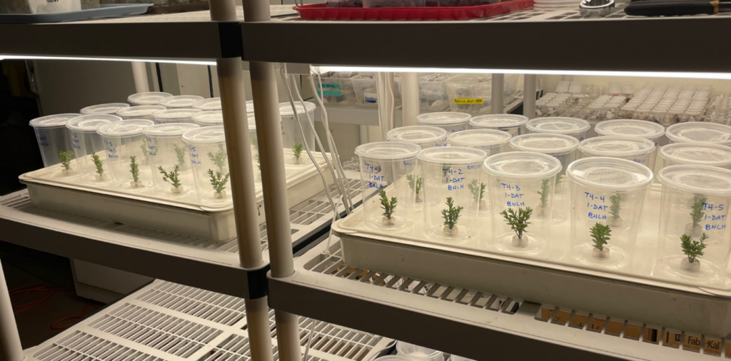 Supporting a “Special” Specialty Crop: How IR-4 Helps Cranberry Growers ...
