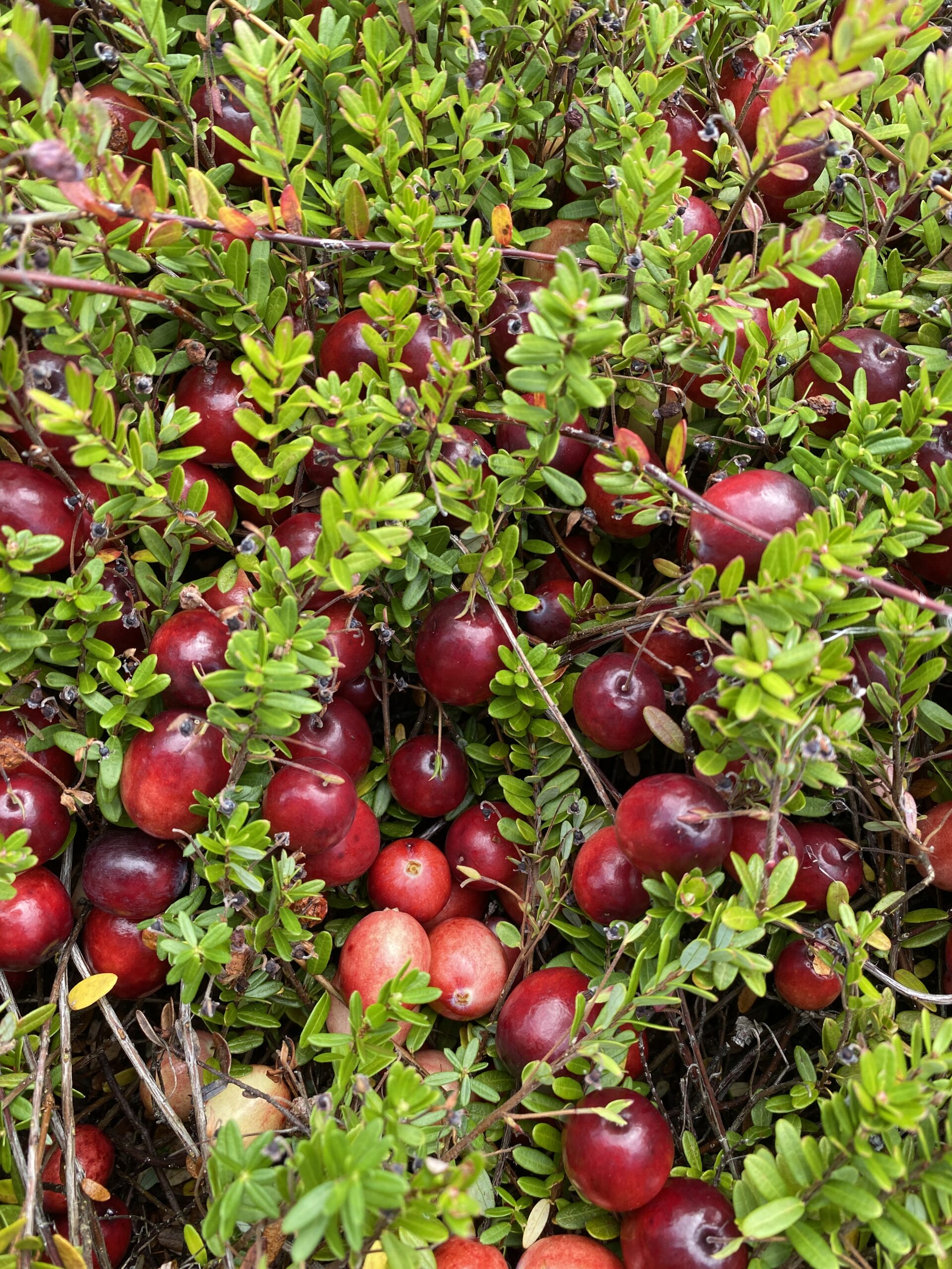 Supporting a “Special” Specialty Crop: How IR-4 Helps Cranberry Growers ...